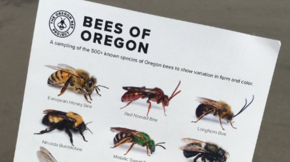 We Dont Know Much About Our Bee Populations Here Kval