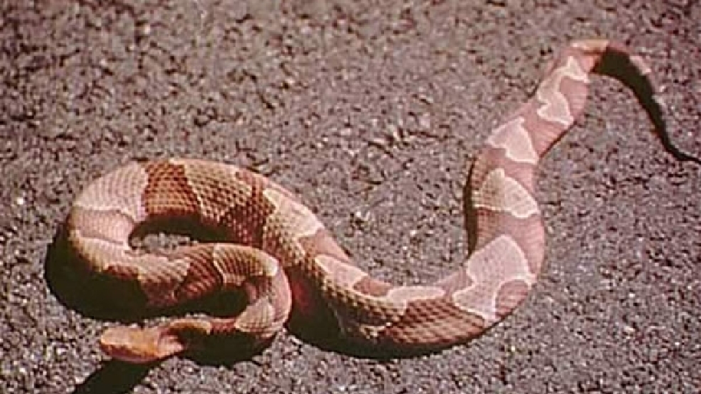Copperhead kills Missouri man | KRCG