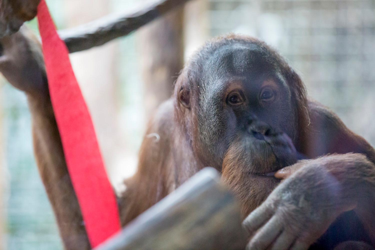 Photos: Chinta, the oldest orangutan at the zoo, turns 50!!! | Seattle ...