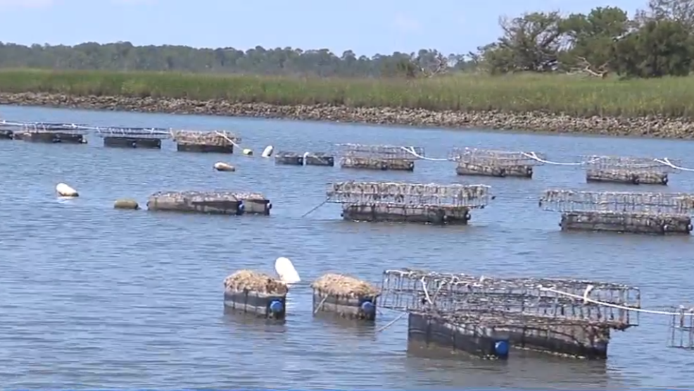 Floating oyster cages in South Carolina at center of controversy | WCIV