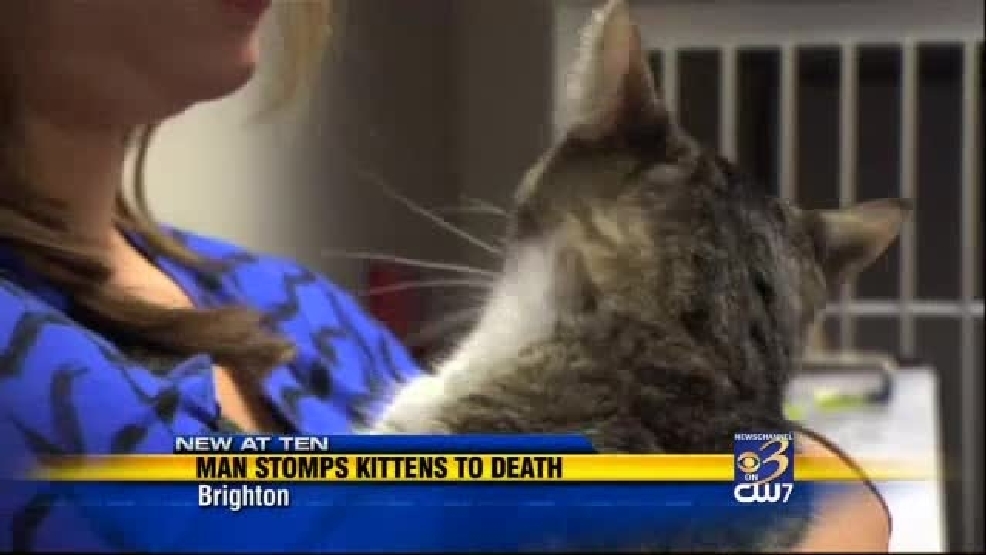 Brighton man facing charges after allegedly stomping kittens | WWMT