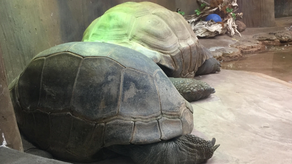 Feeding time inside the tortoise enclosure at the NEW Zoo | WLUK