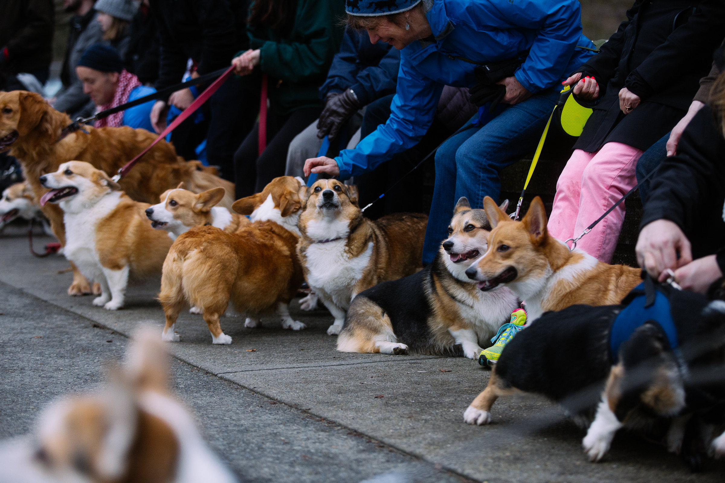 So many corgis at the Green Lake Corgi Walk | Seattle Refined