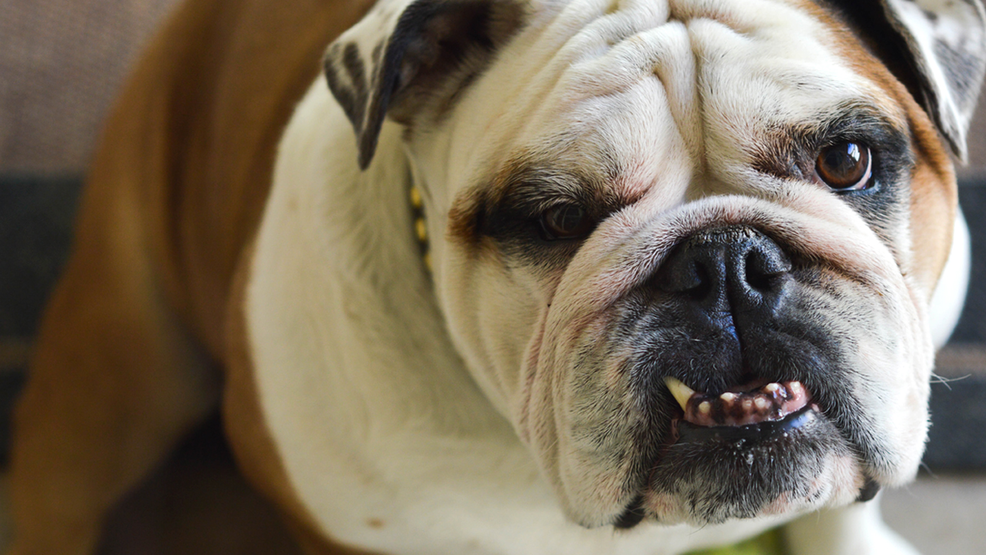 Bulldog first reported as rabies positive not rabid, CDC test confirms ...