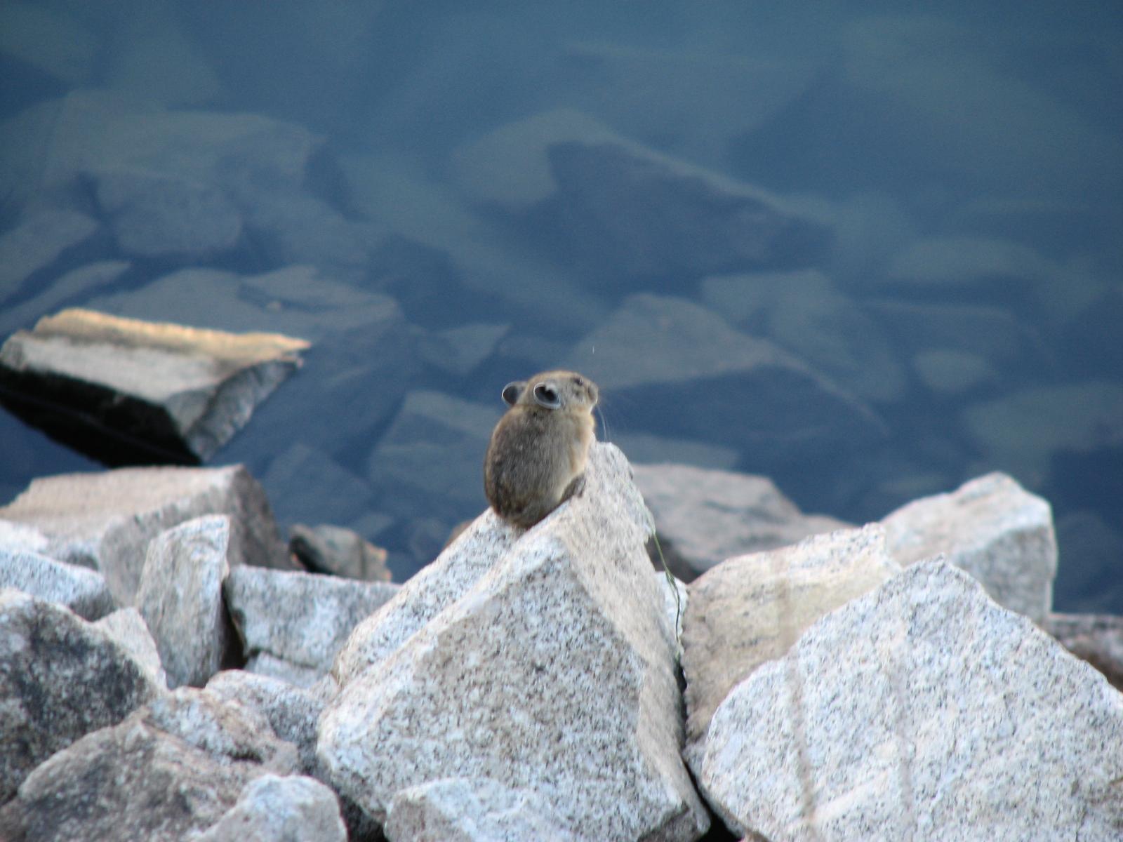 Wildlife trivia: 5 animals you may not know live in Utah | KUTV