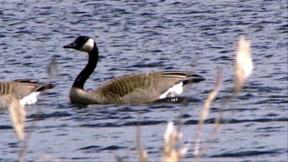 Harbor Springs to decide on how to deal with goose poop problem | WPBN