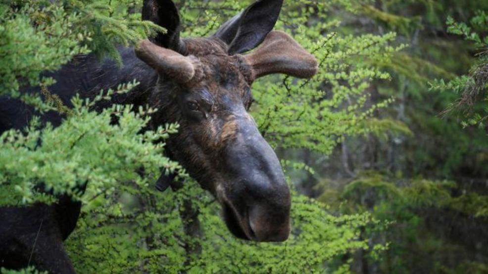 The way that moose become infested with ticks may gross you out | WGME