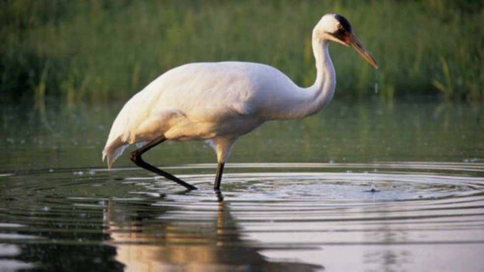 Baraboo-raised endangered whooping cranes get prepped to join wild | WMSN