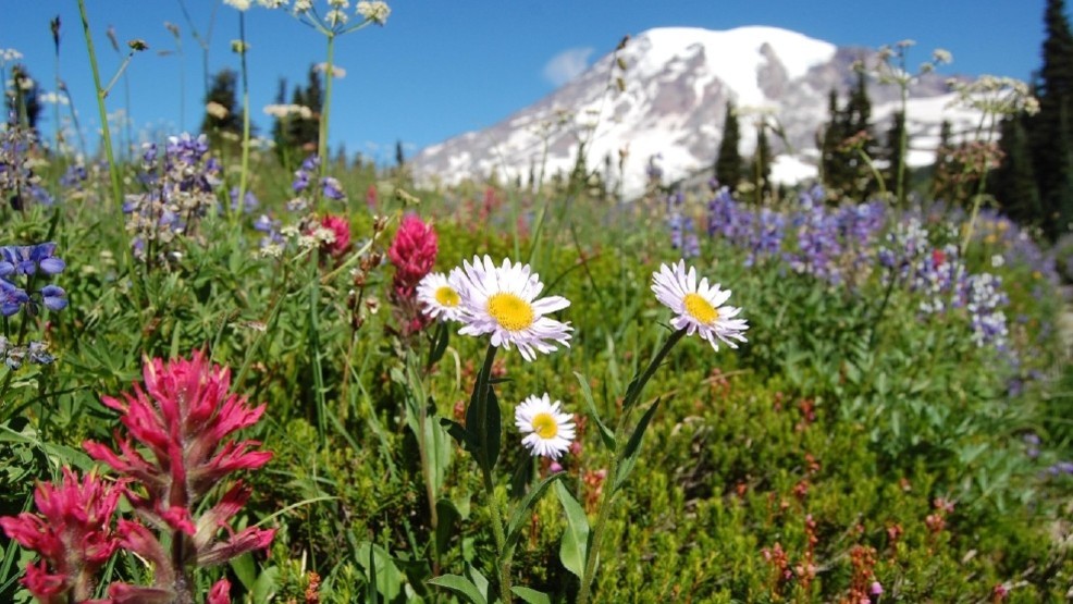 10 things to do in/around Seattle this Spring | Seattle Refined