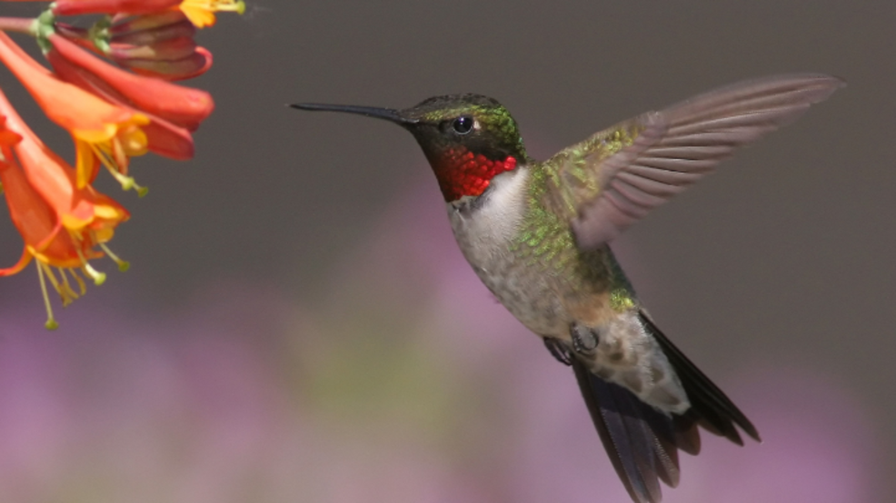 Hummingbirds make return to Pennsylvania | WJAC